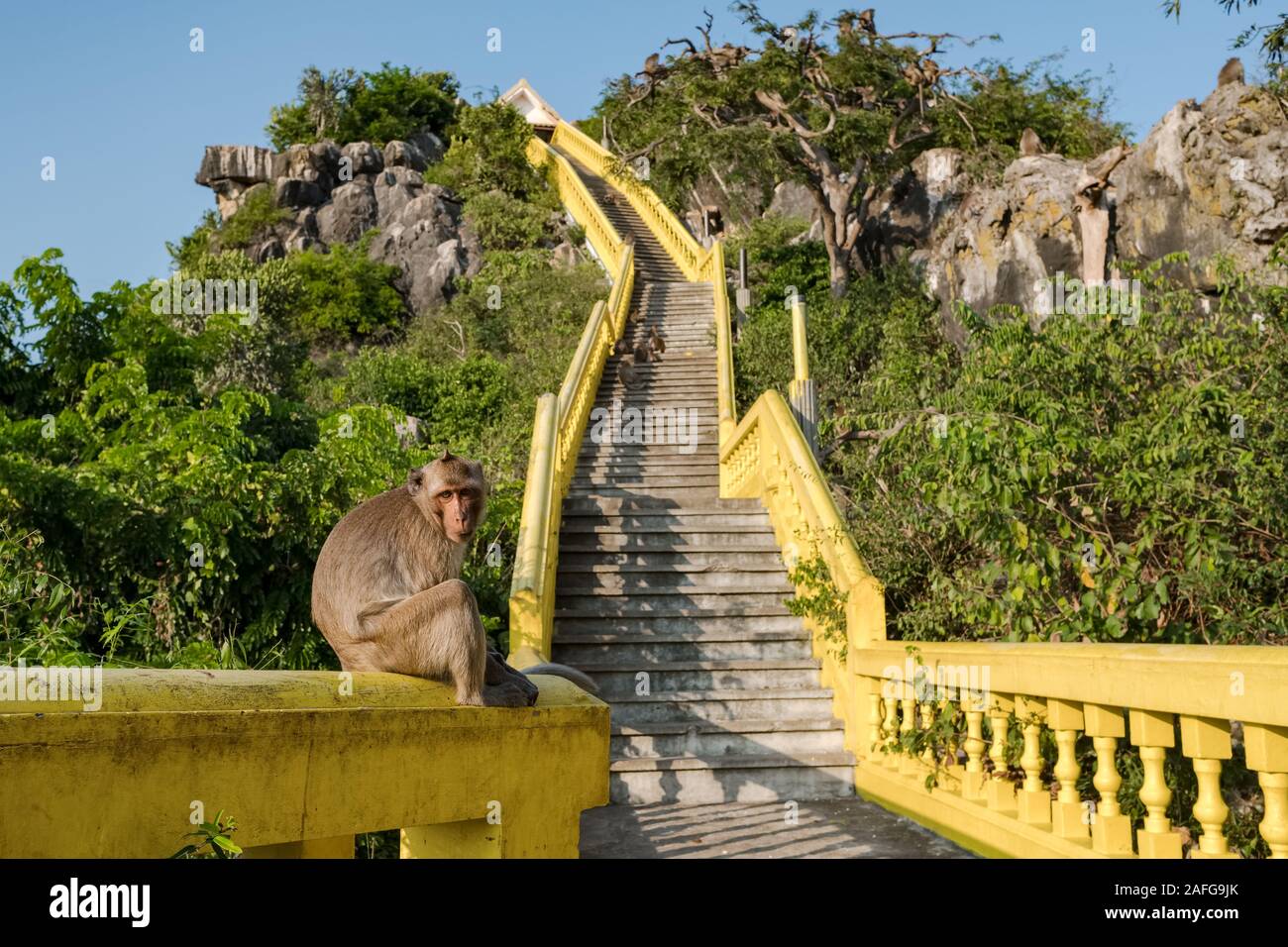 Macaque on beach hi-res stock photography and images - Alamy