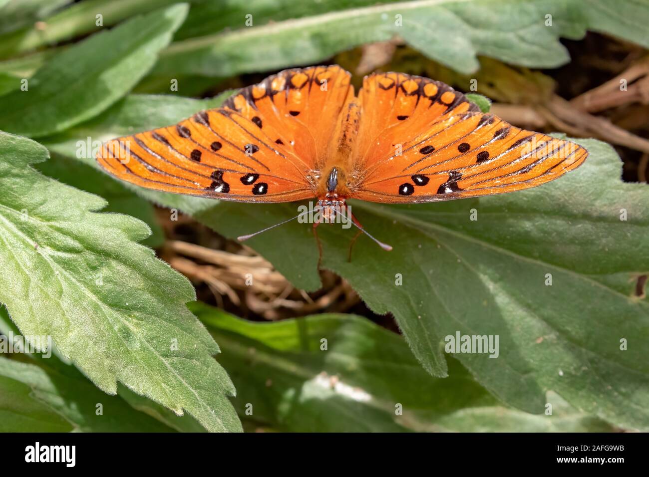Gulf Fritillary butterfly (Agraulis vanillae) in the Phoenix Botanical ...