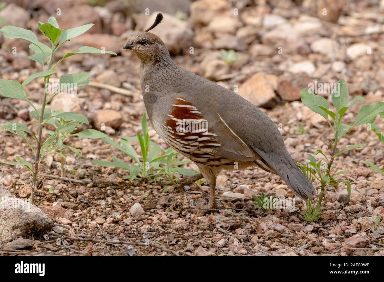 Galliformes desert southwest hi-res stock photography and images - Alamy