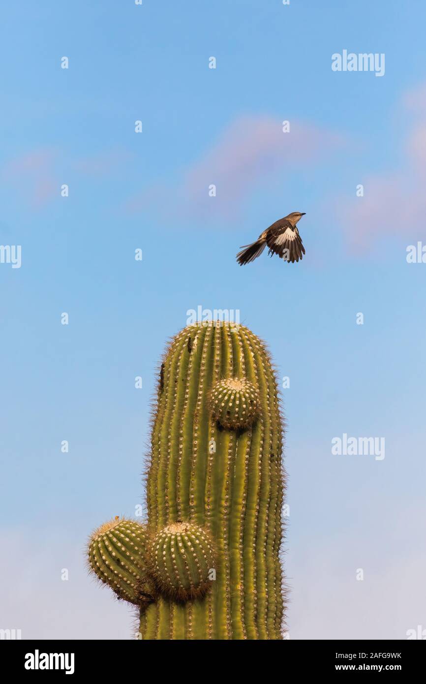 Catch flying insects hi-res stock photography and images - Alamy