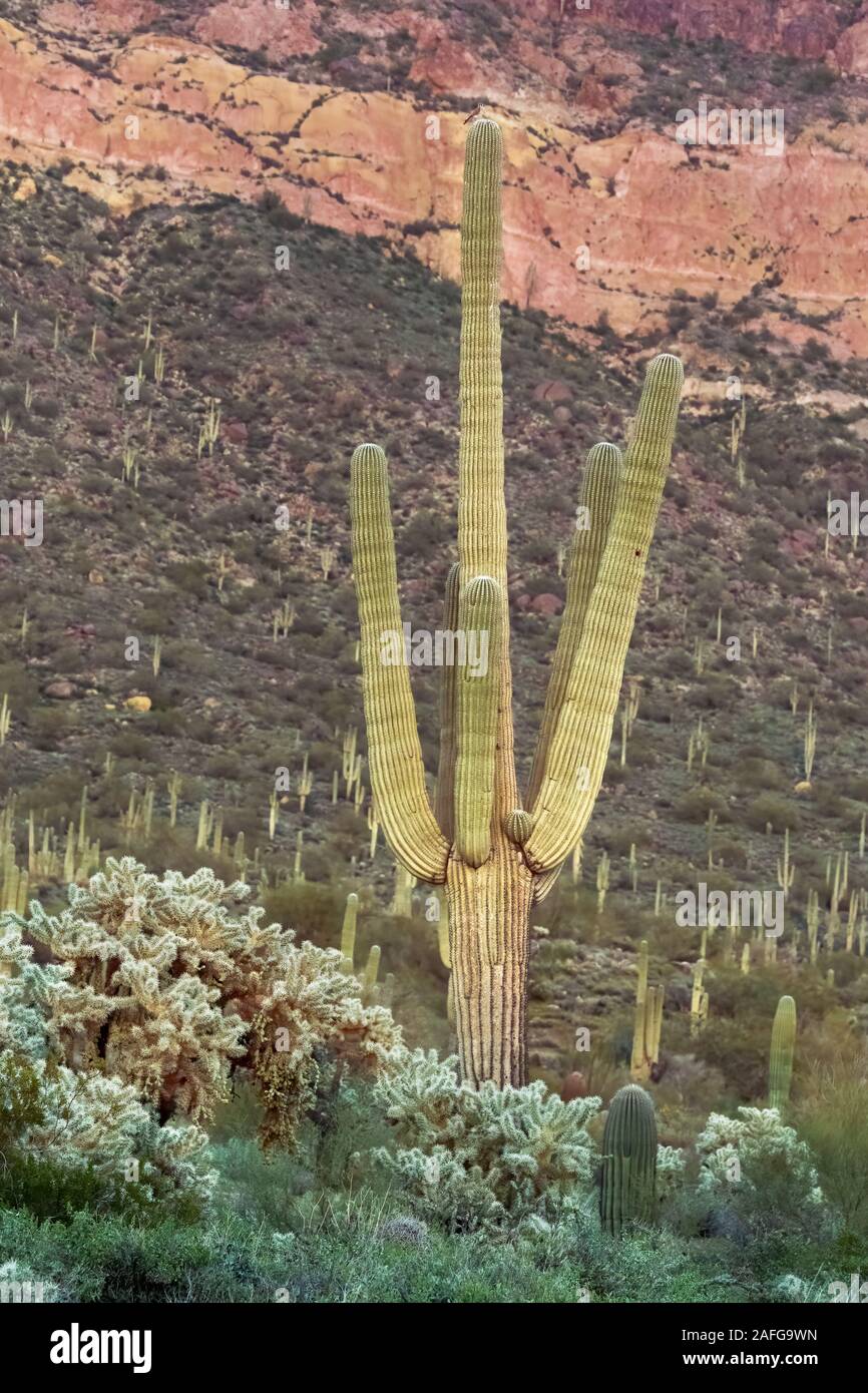 Bats on saguaro cactus hi-res stock photography and images - Alamy