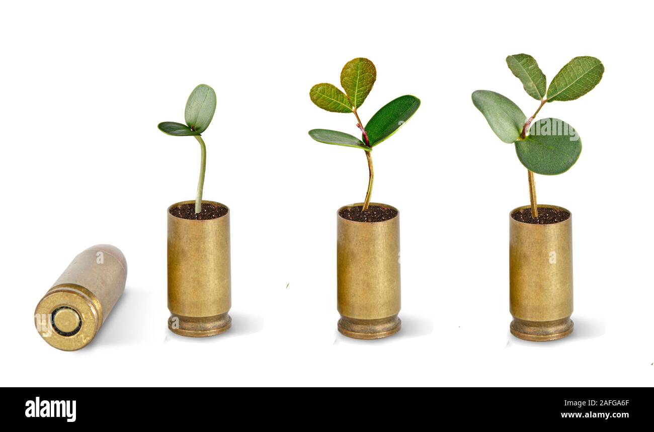 Sapling growing from shell Stock Photo - Alamy