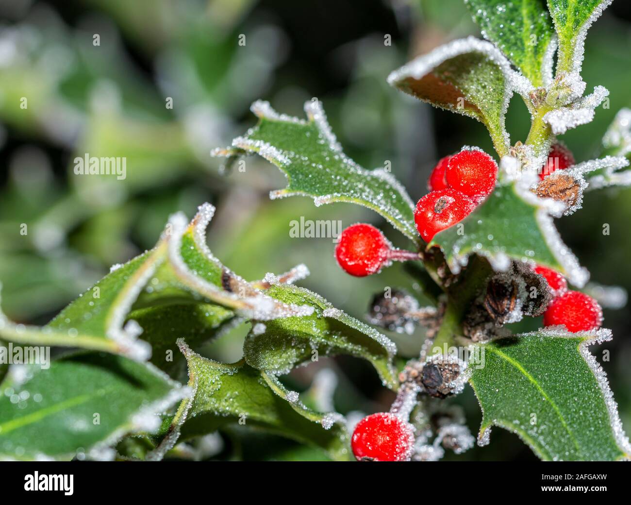 Christmas holly tree branch, Xmas decorative plant. Christmas and ...