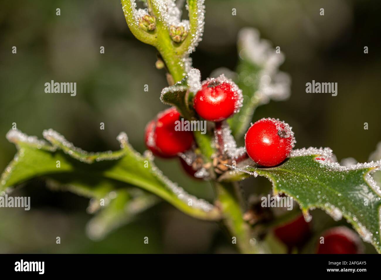 Christmas holly tree branch, Xmas decorative plant. Christmas and ...