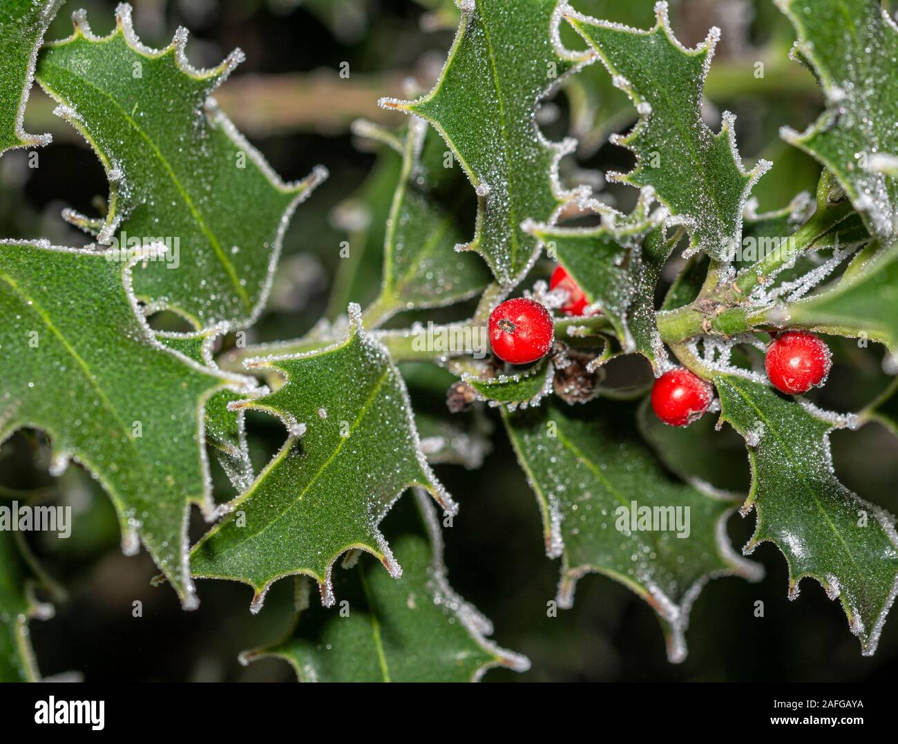 Christmas holly tree branch, Xmas decorative plant. Christmas and ...