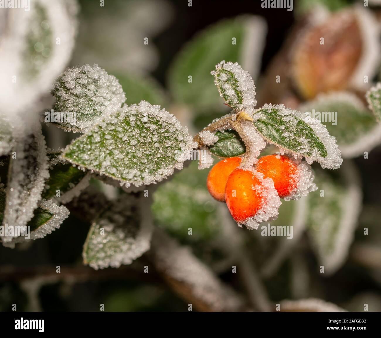 Christmas holly tree branch, Xmas decorative plant. Christmas and ...