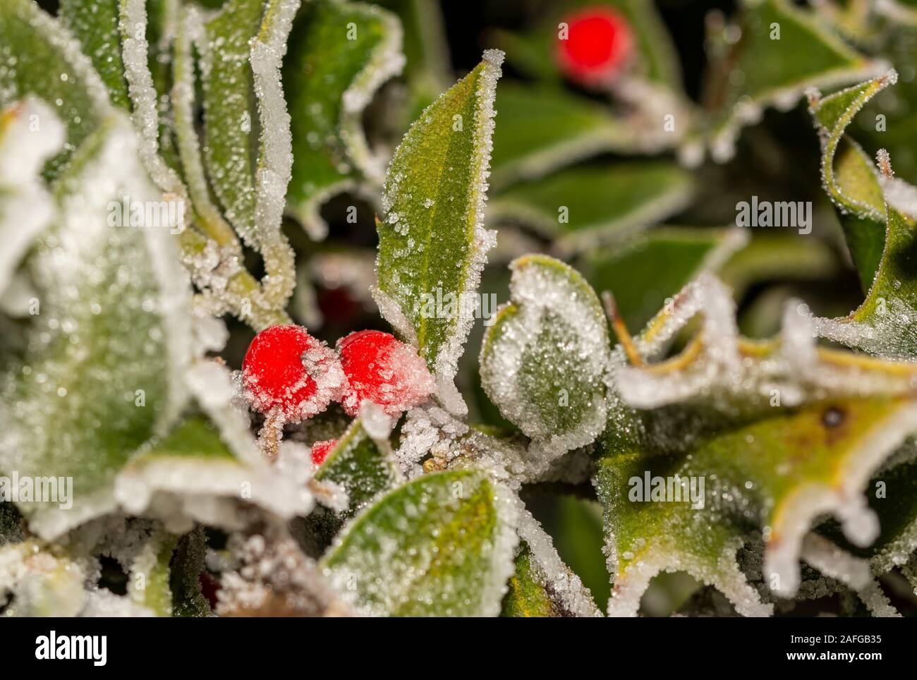 Christmas holly tree branch, Xmas decorative plant. Christmas and ...