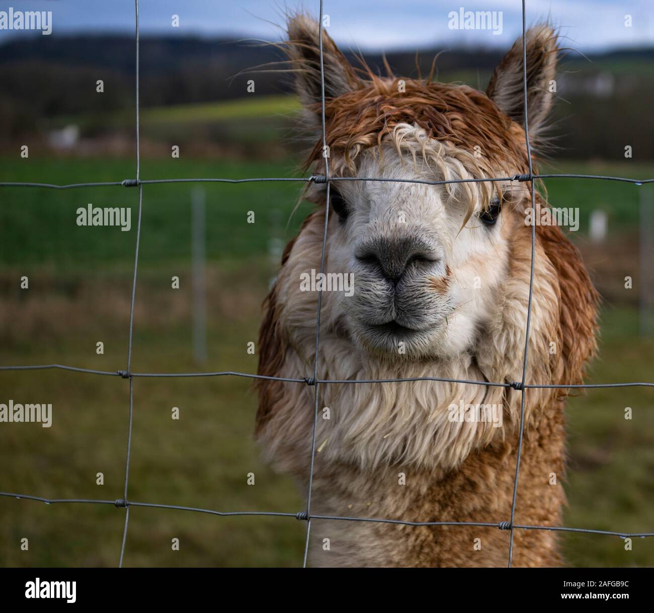 Alpaca in white background hi-res stock photography and images - Alamy