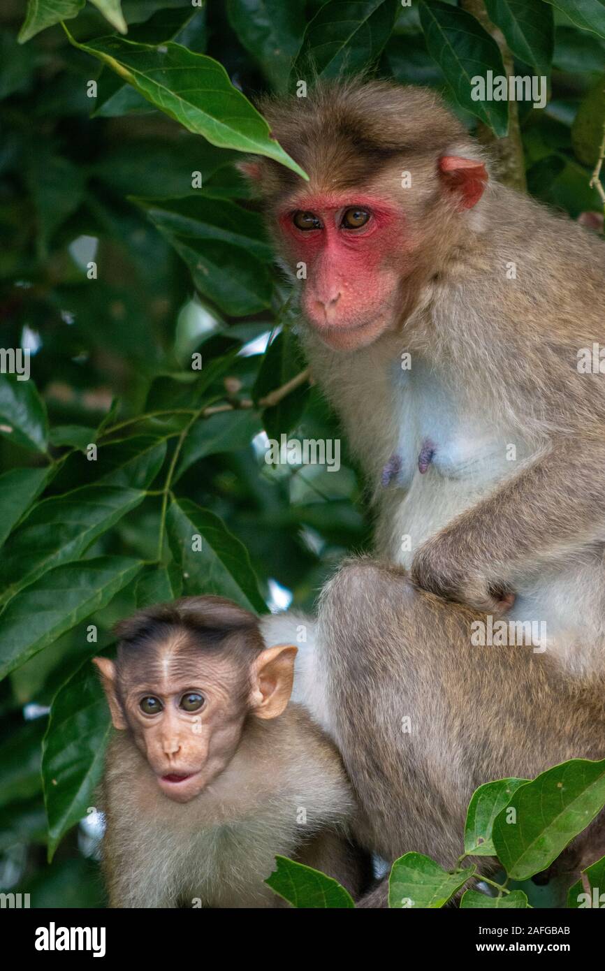 Monkey Portraits at Mandagadde Bird Sanctuary Karnataka Stock Photo - Alamy
