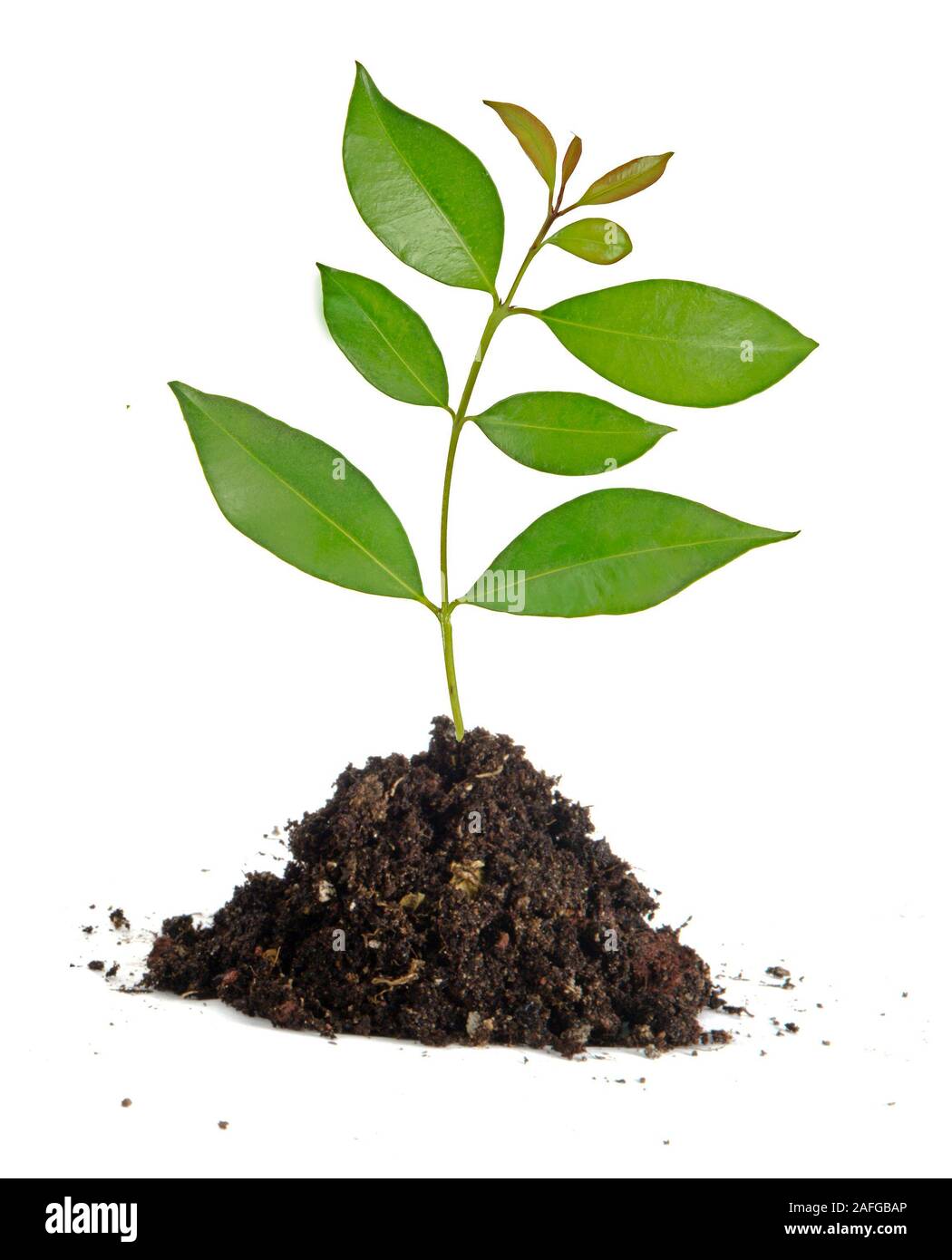 Sapling botany biology hi-res stock photography and images - Alamy