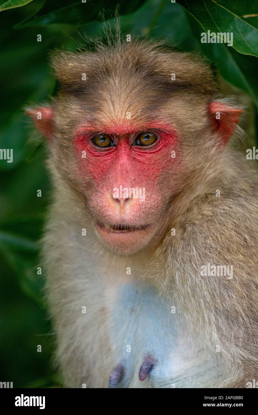 Monkey Portraits at Mandagadde Bird Sanctuary Karnataka Stock Photo - Alamy
