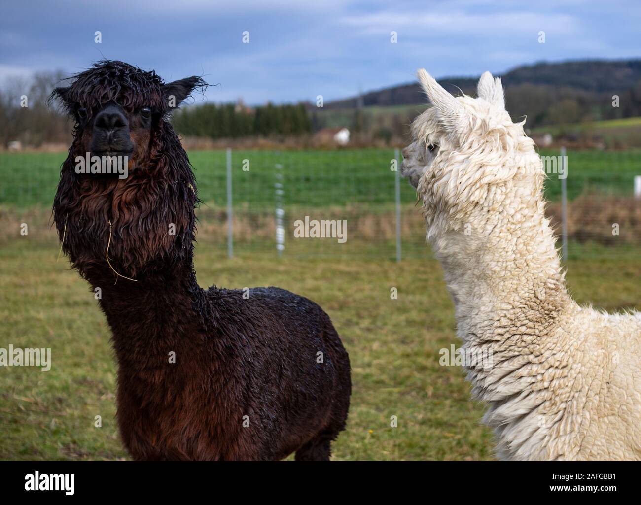 Alpaca in white background hi-res stock photography and images - Alamy