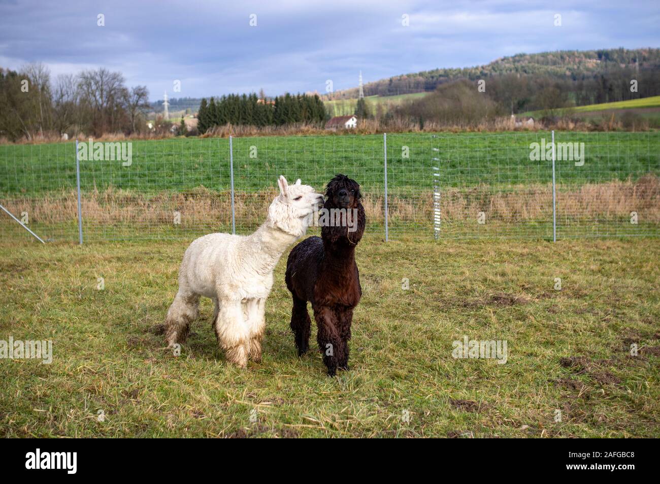 White alpaca on grass hi-res stock photography and images - Alamy
