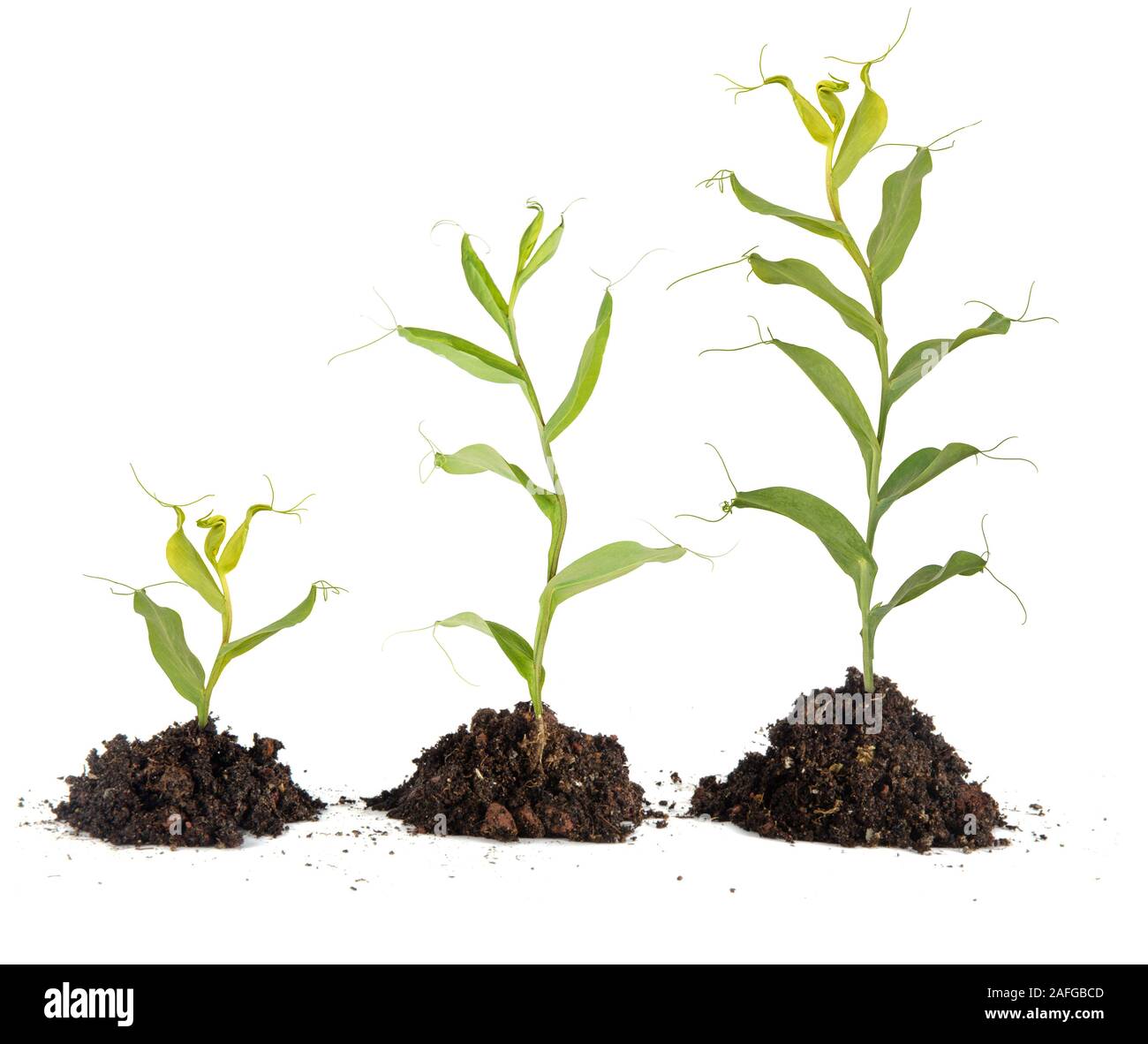 Three plants in soil Stock Photo - Alamy
