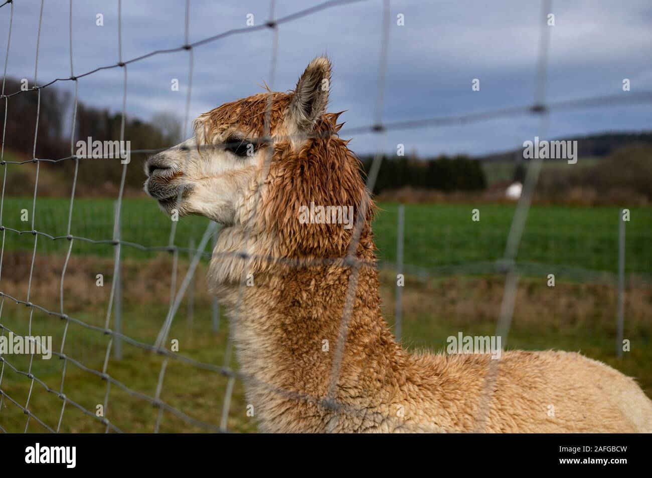 alpacas in autumn on an alpaca farm Stock Photo - Alamy