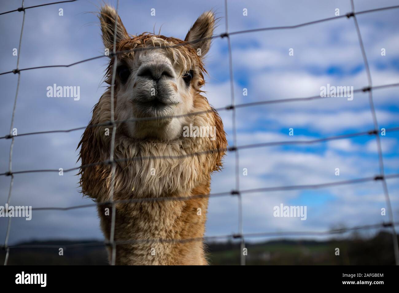 Alpaca in white background hi-res stock photography and images - Alamy