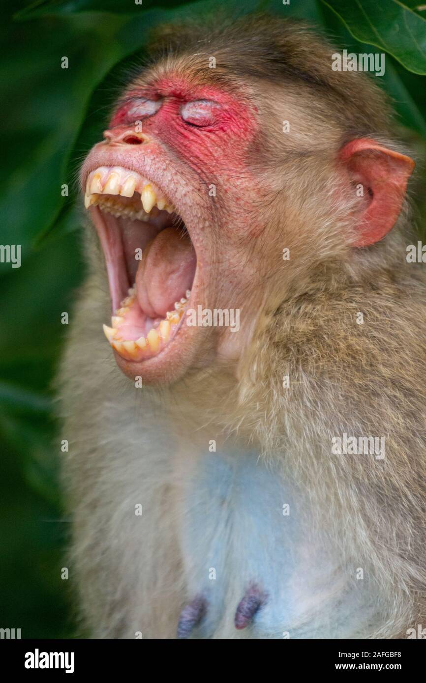 Monkey Portraits at Mandagadde Bird Sanctuary Karnataka Stock Photo - Alamy