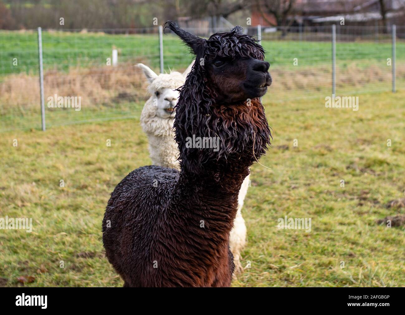 Alpaca in white background hi-res stock photography and images - Alamy
