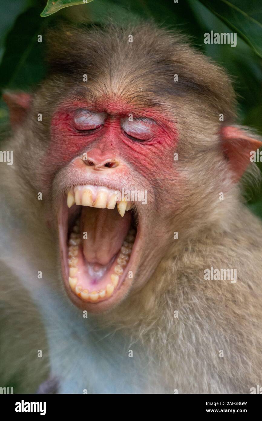 Monkey Portraits at Mandagadde Bird Sanctuary Karnataka Stock Photo - Alamy