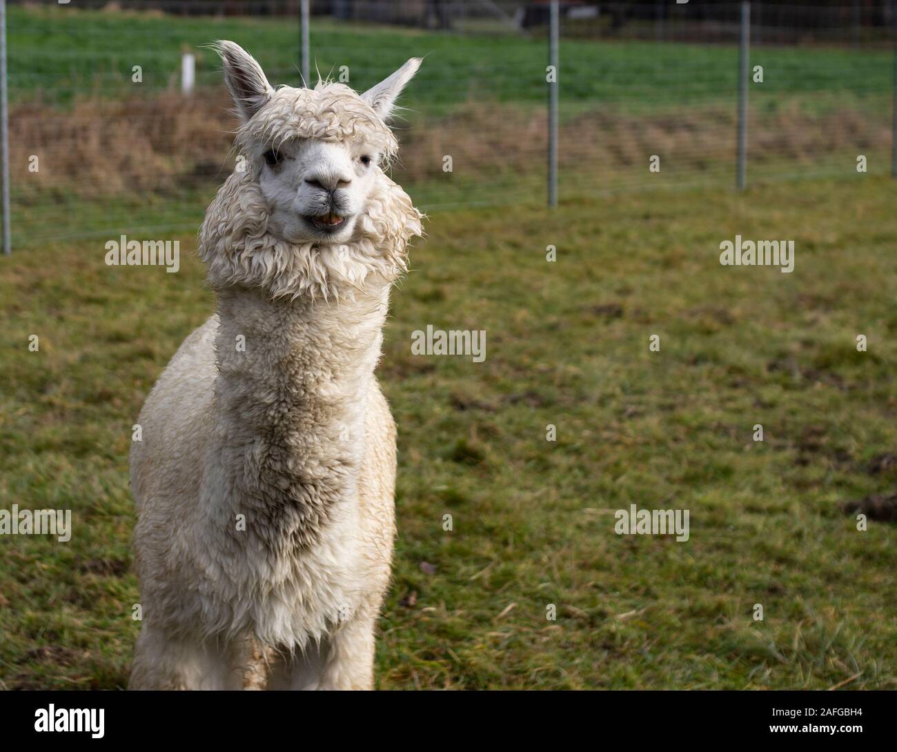 alpacas in autumn on an alpaca farm Stock Photo - Alamy