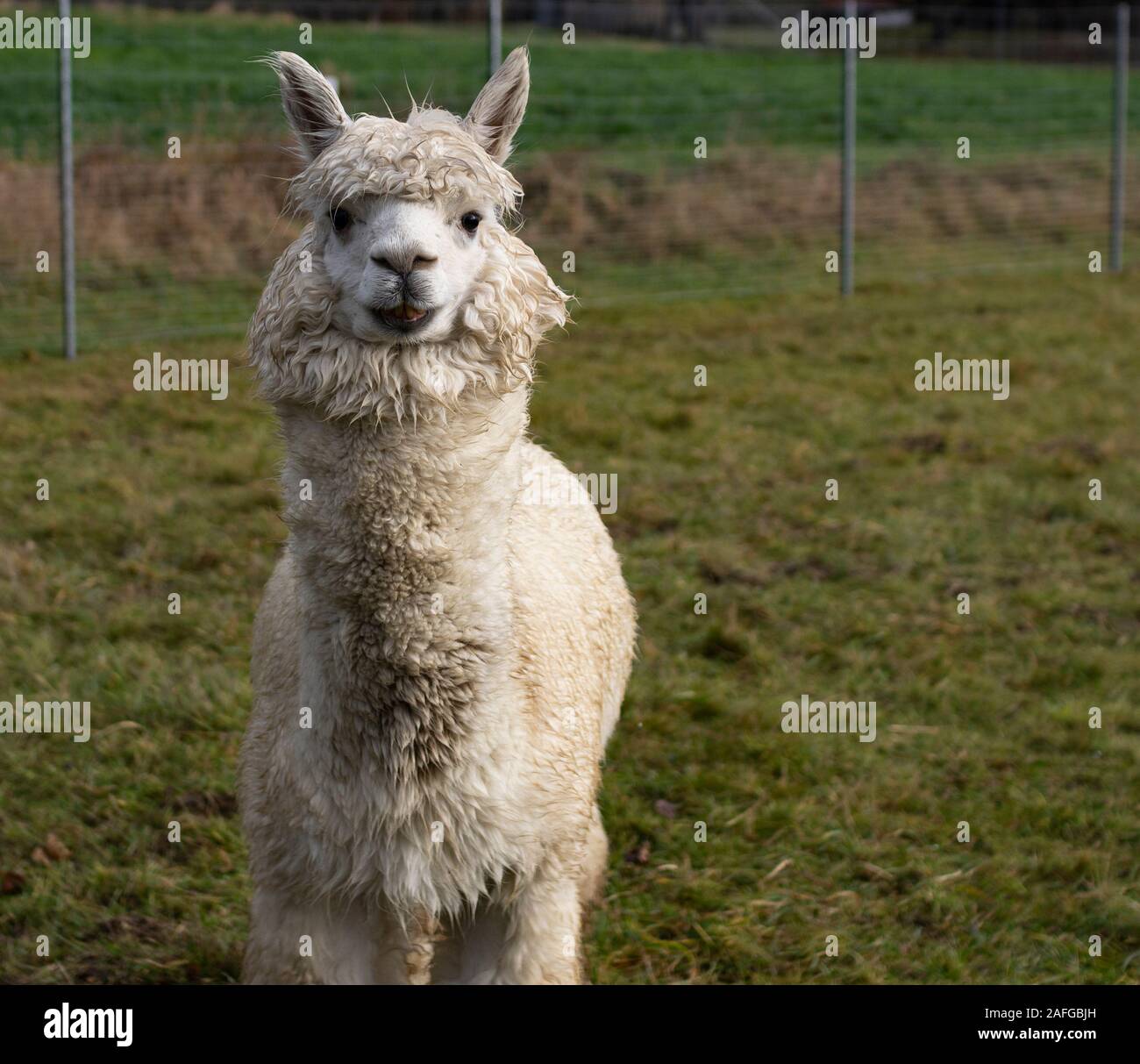 Brown white alpaca on hi-res stock photography and images - Alamy