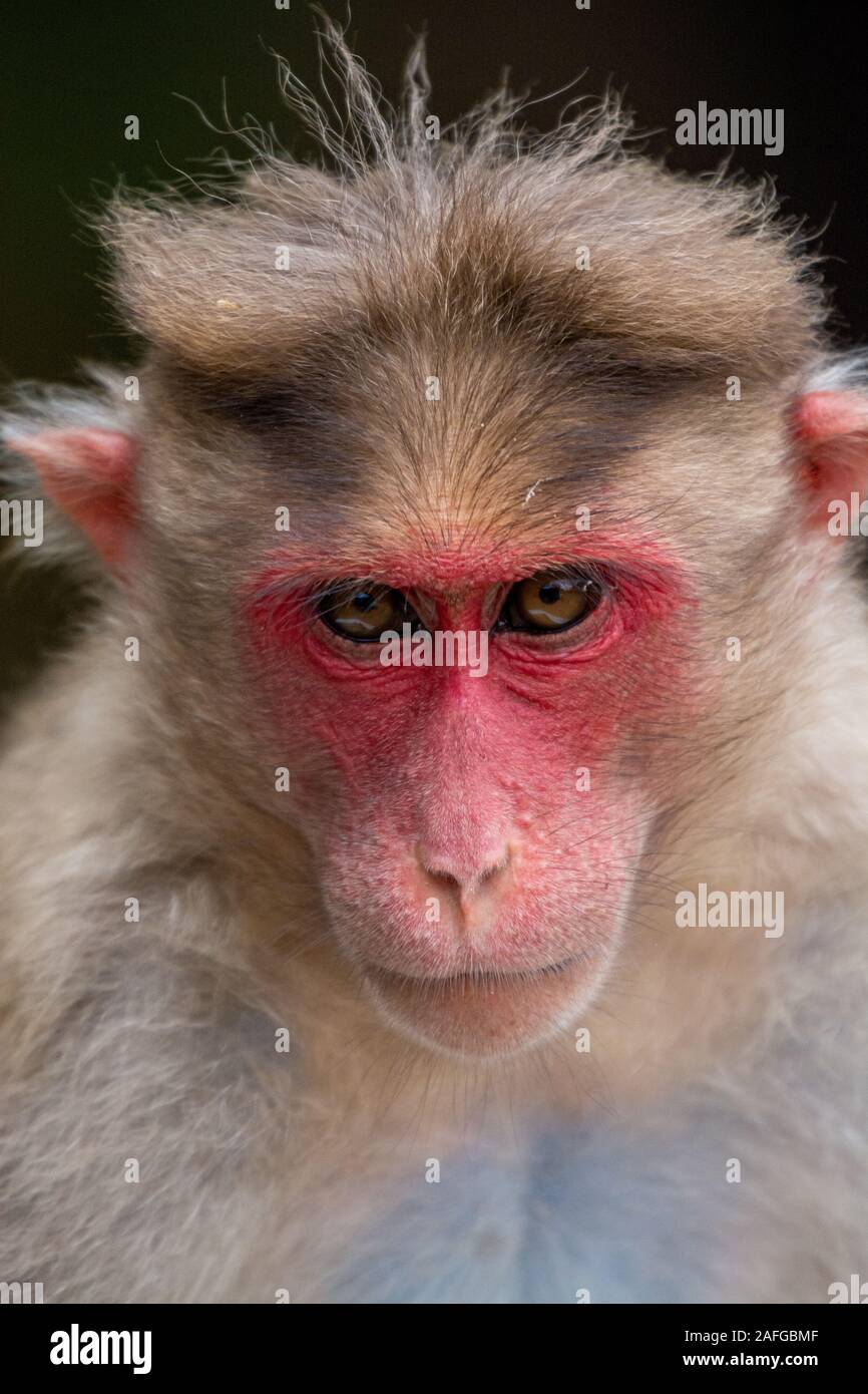 Monkey Portraits at Mandagadde Bird Sanctuary Karnataka Stock Photo - Alamy
