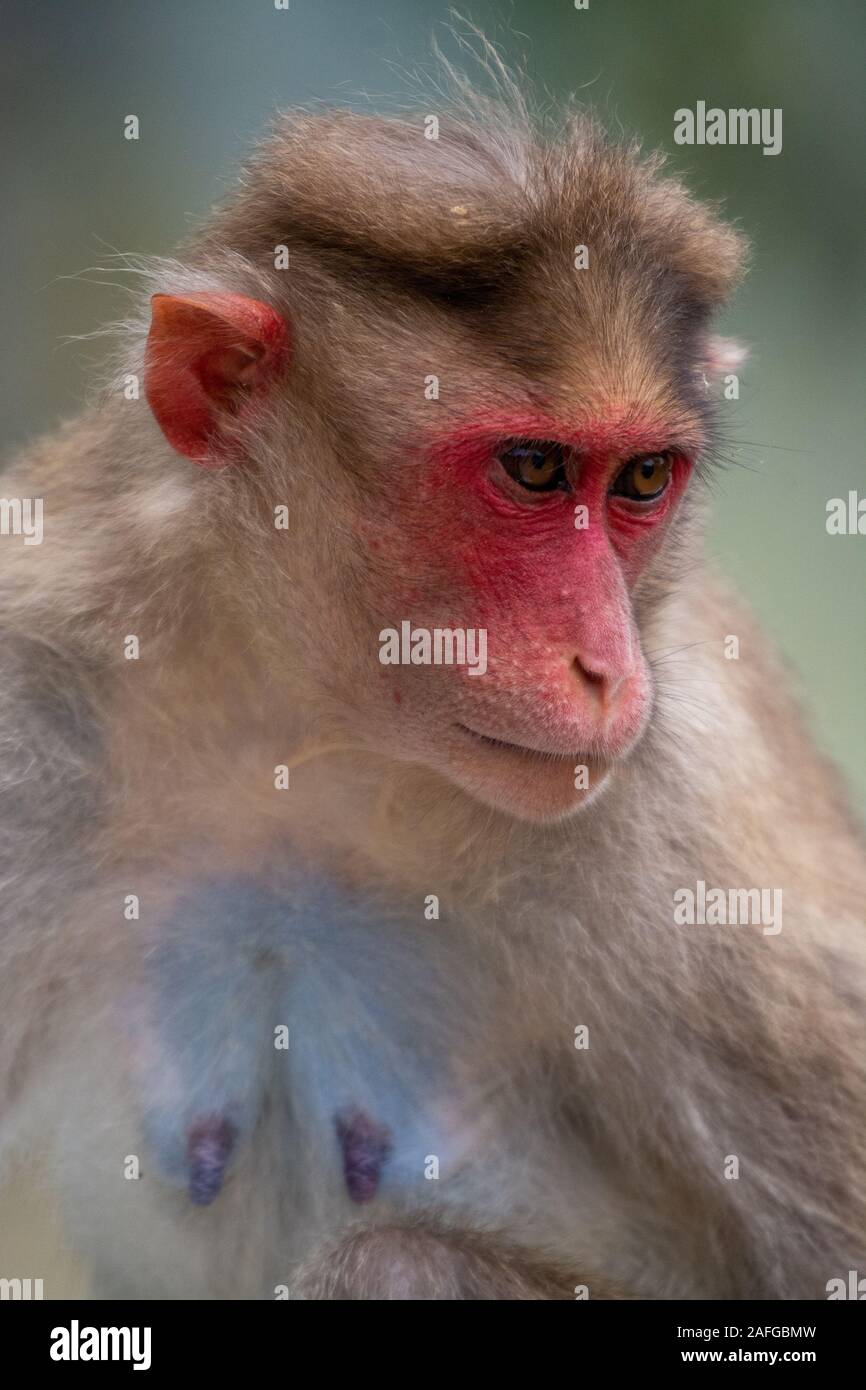 Monkey Portraits at Mandagadde Bird Sanctuary Karnataka Stock Photo - Alamy