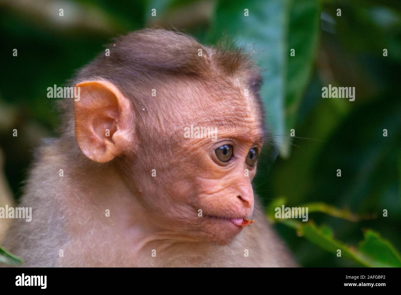 Monkey Portraits at Mandagadde Bird Sanctuary Karnataka Stock Photo - Alamy