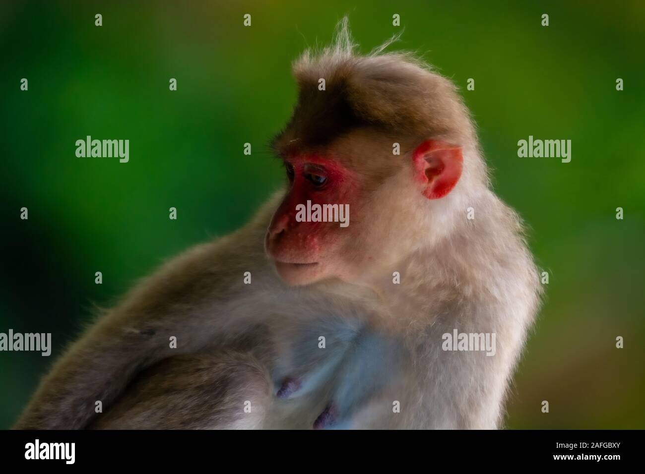 Monkey Portraits at Mandagadde Bird Sanctuary Karnataka Stock Photo - Alamy