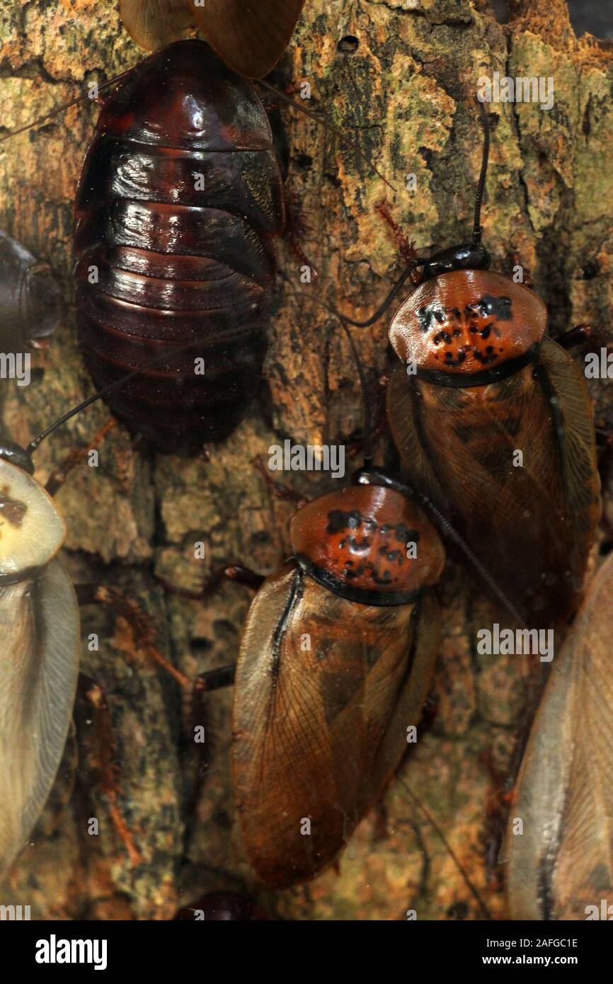 Cockwise hi-res stock photography and images - Alamy