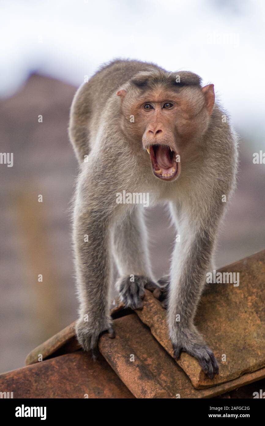 Monkey Portraits at Mandagadde Bird Sanctuary Karnataka Stock Photo - Alamy