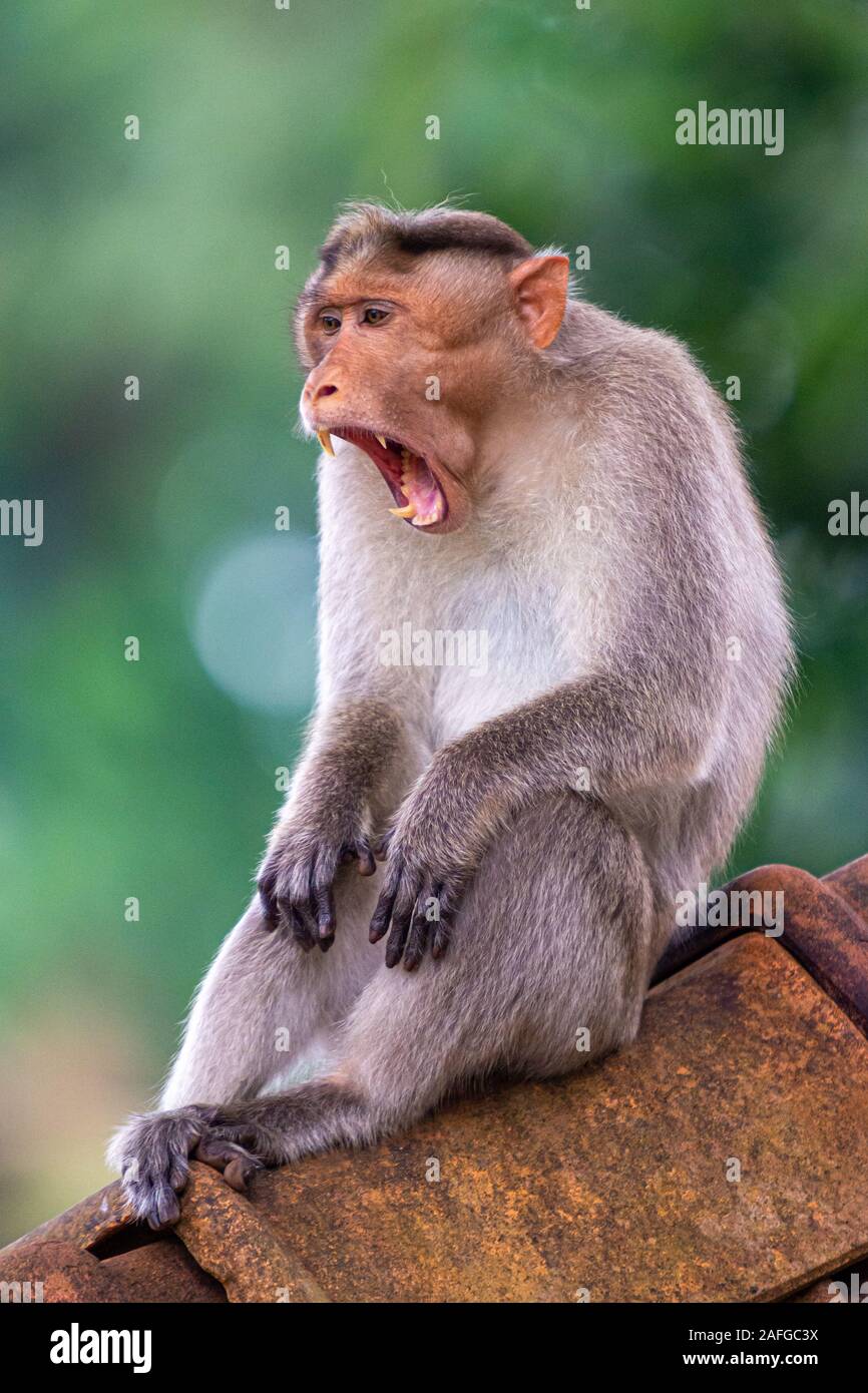 Monkey Portraits at Mandagadde Bird Sanctuary Karnataka Stock Photo - Alamy