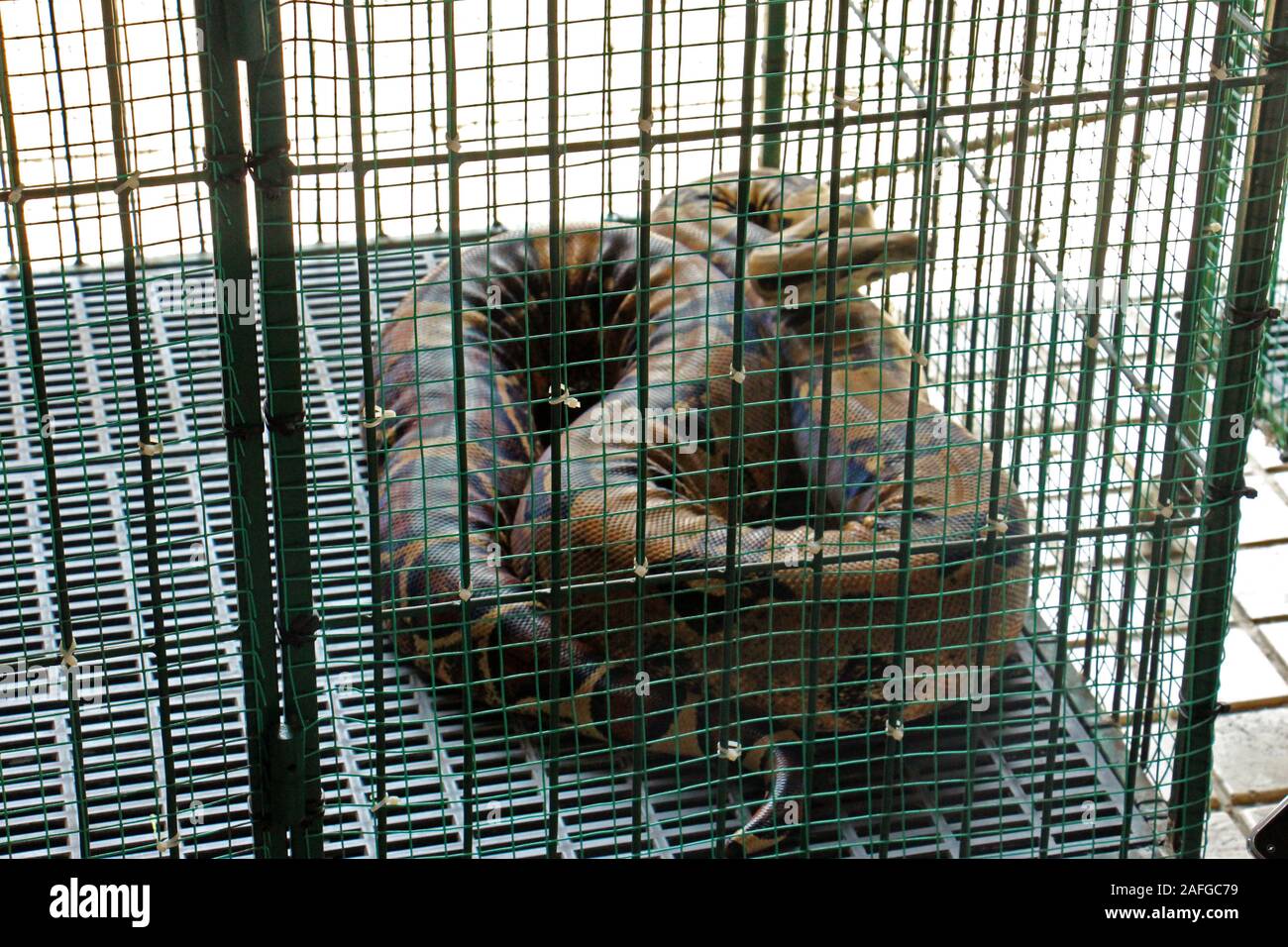 The reticulated python (Malayopython reticulatus) is a snake species in ...