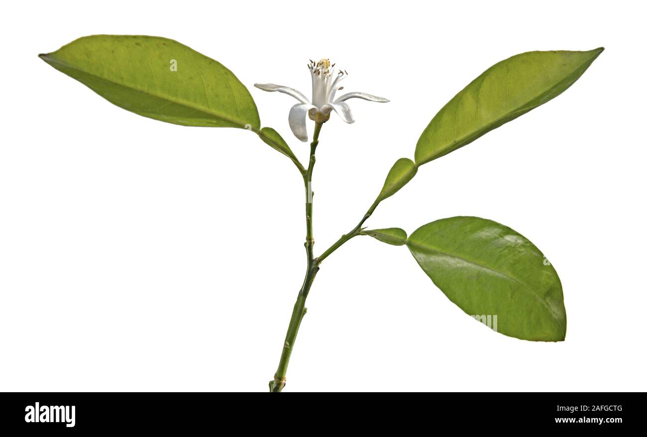White citrus flowers hi-res stock photography and images - Alamy