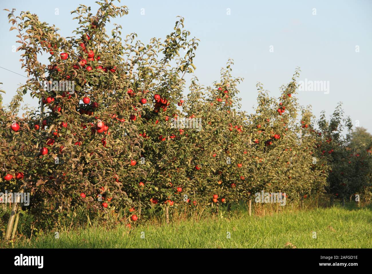 an apple tree with red apples Stock Photo - Alamy