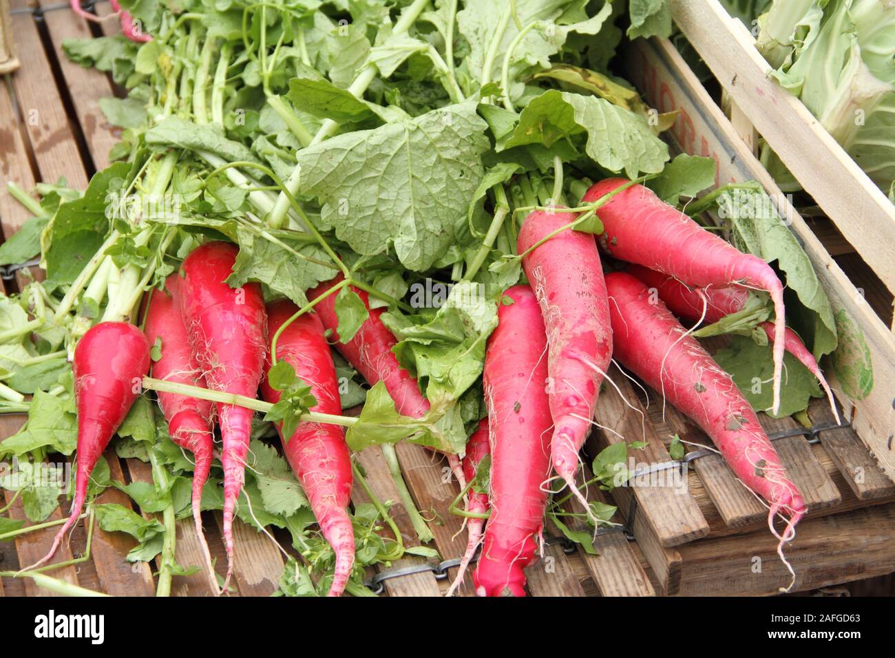 Long radishes hi-res stock photography and images - Alamy