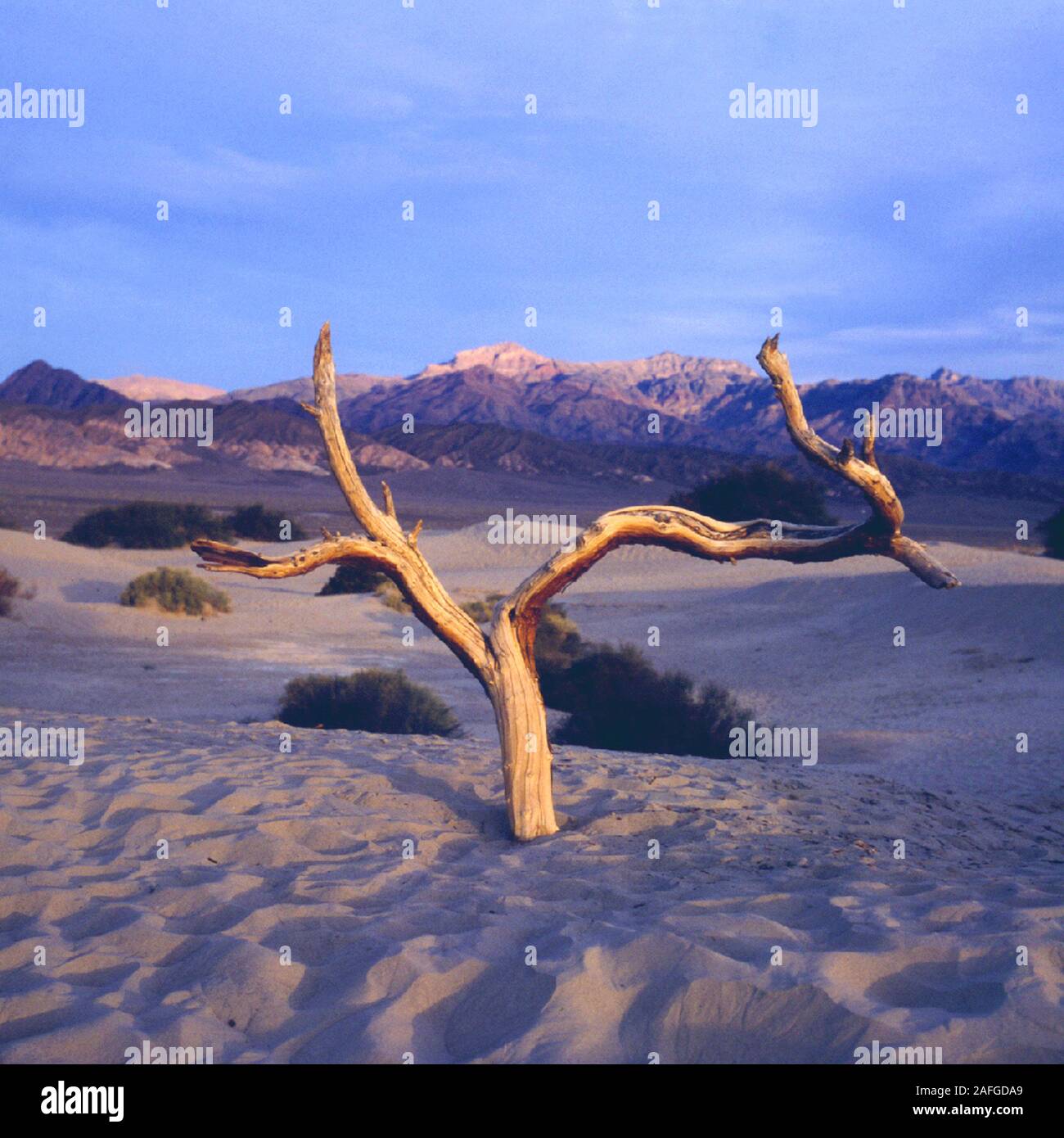 Tree in the desert Stock Photo - Alamy
