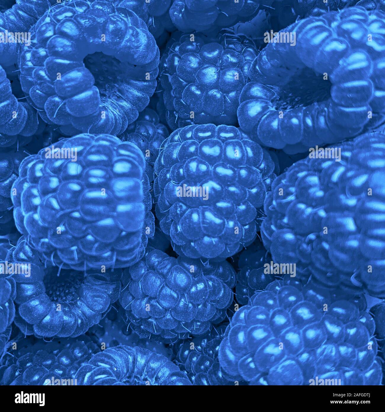 blue background with fresh organic raspberries. Color of the year 2020 ...