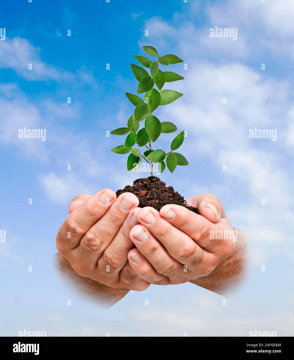 sapling in hands Stock Photo - Alamy