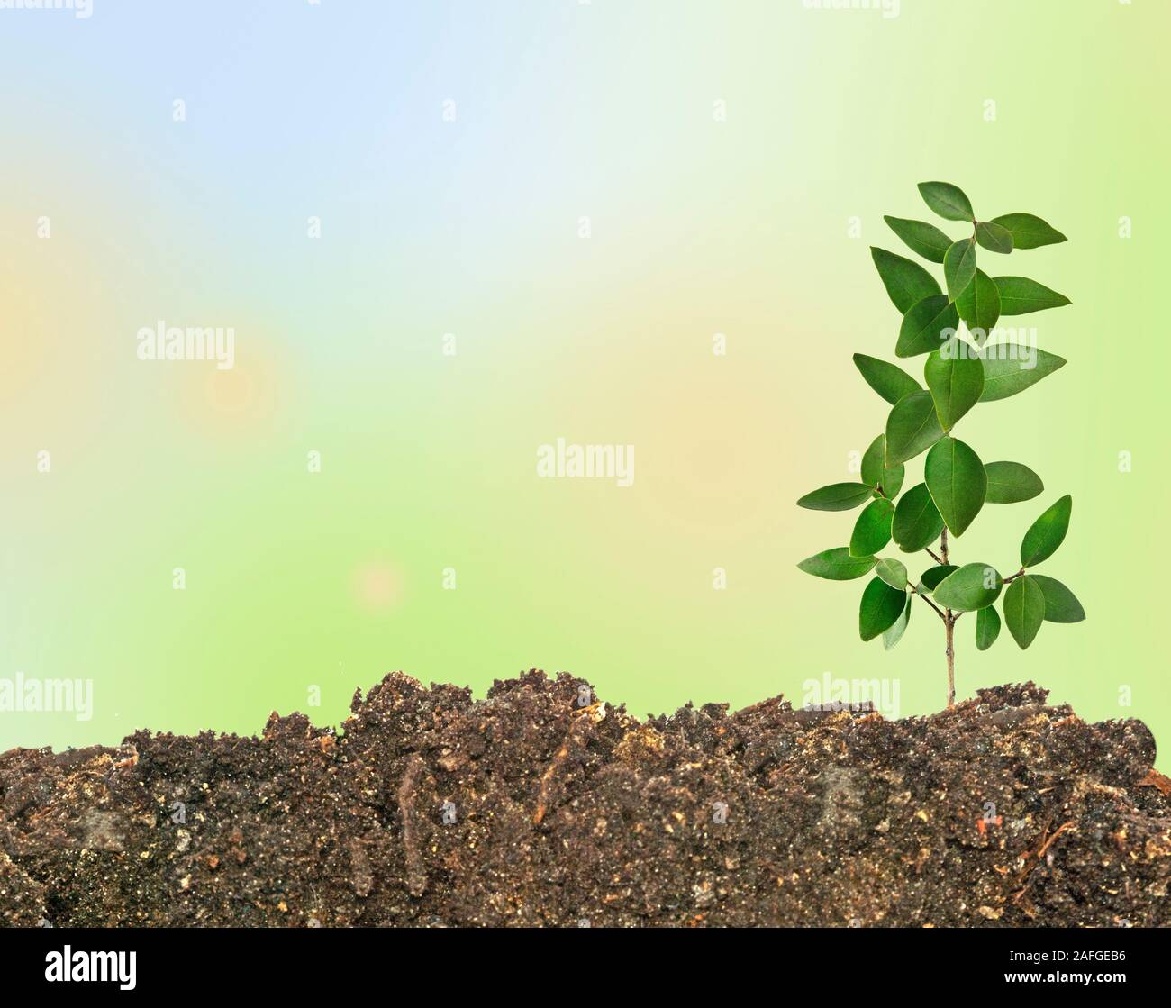 Sapling botany biology hi-res stock photography and images - Alamy