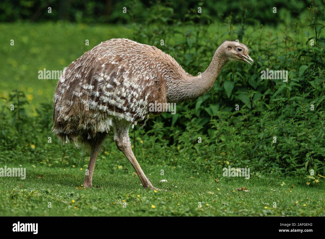 Darwin's rhea, Rhea pennata also known as the lesser rhea Stock Photo - Alamy