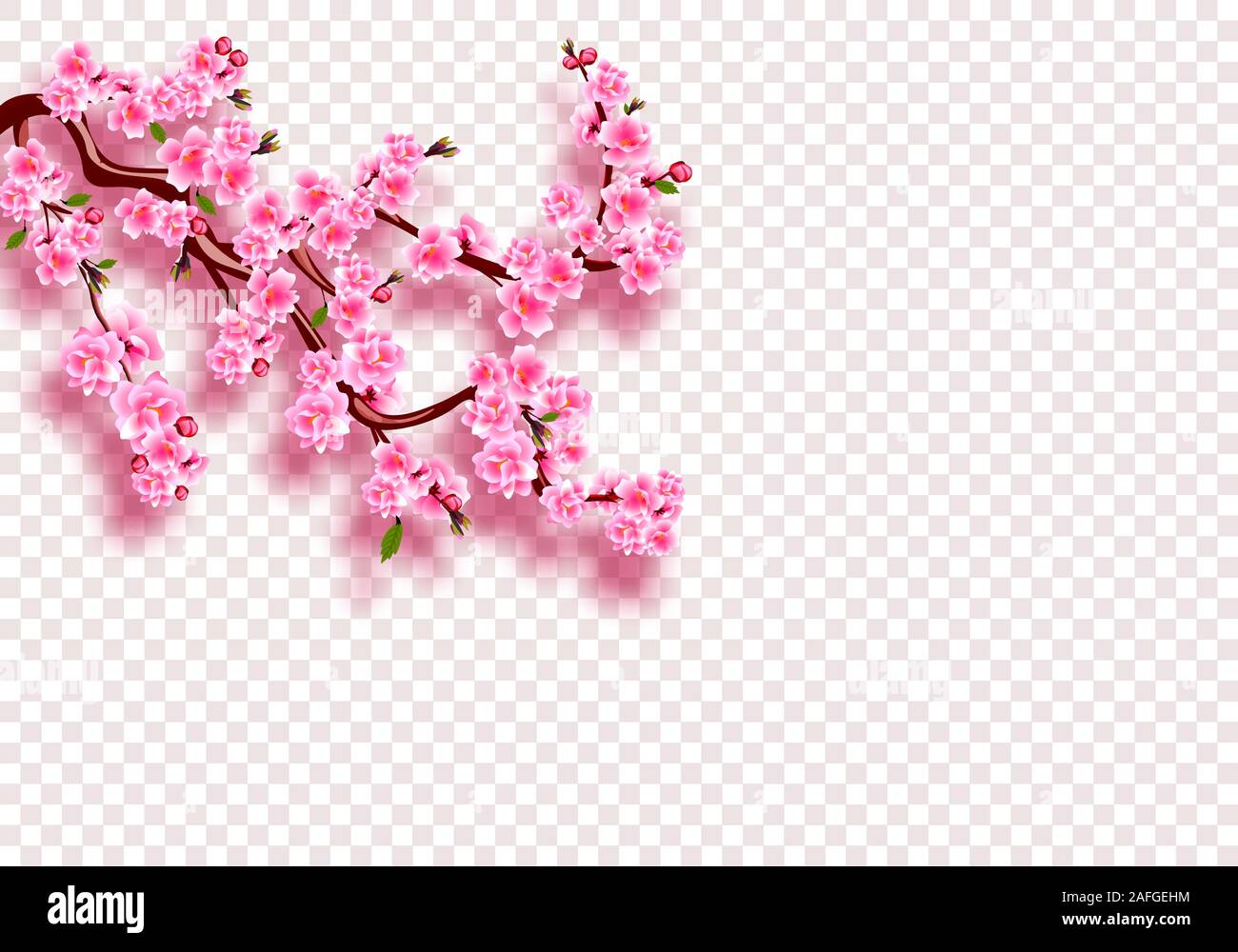 Sakura. Branches with pink flowers, leaves and buds with shadow. On a ...