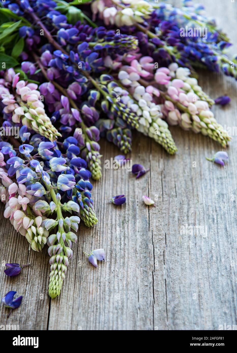 Pink and purple lupine flowers border on a old wooden background Stock ...