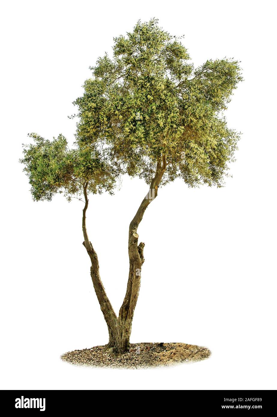 Ornamental olive tree Cut Out Stock Images & Pictures - Alamy