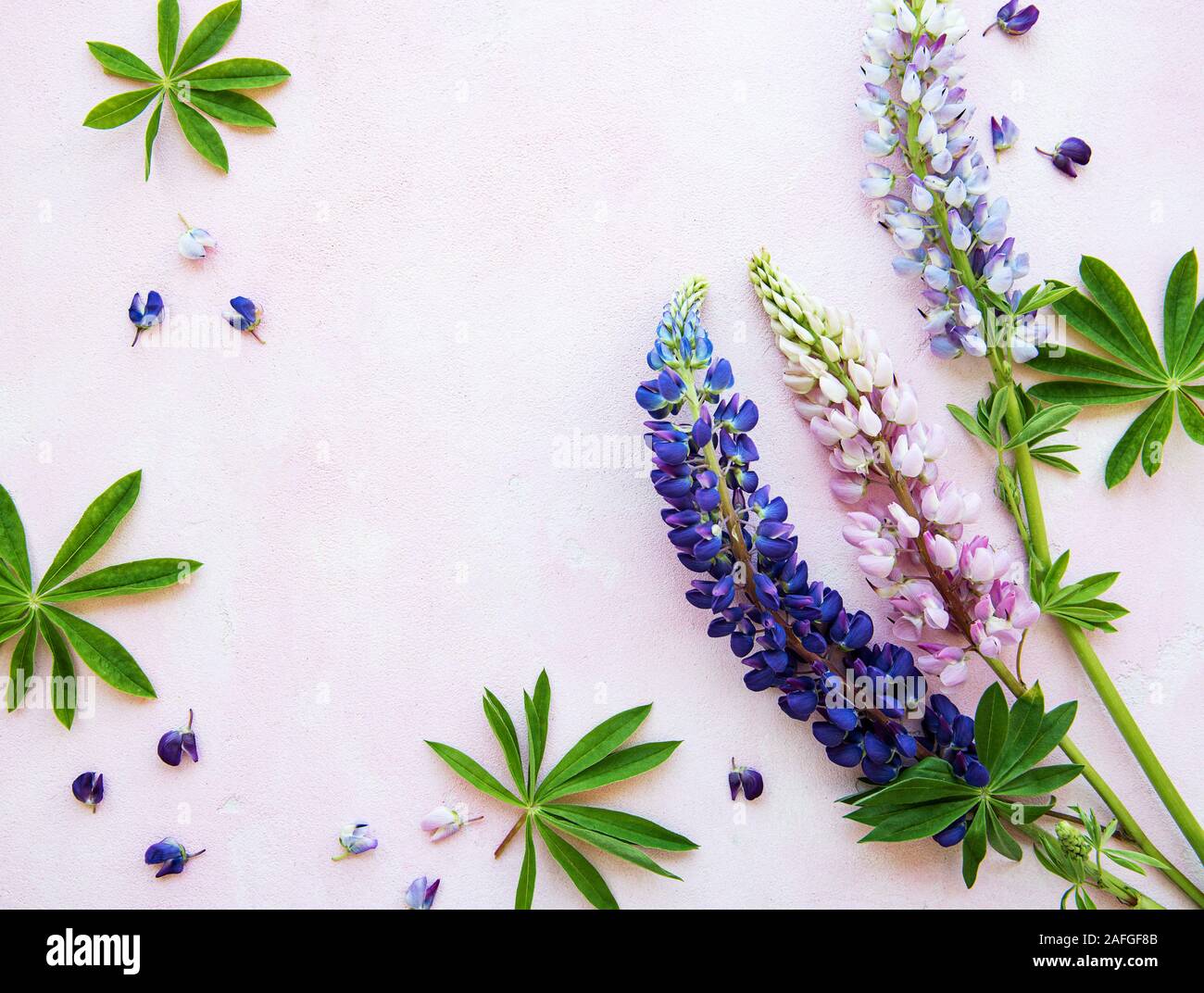 Pink and purple lupine flowers border on a pink concrete background ...