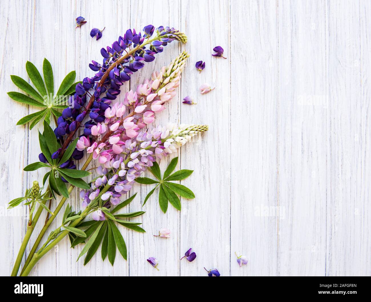 Pink and purple lupine flowers border on a old wooden background Stock ...