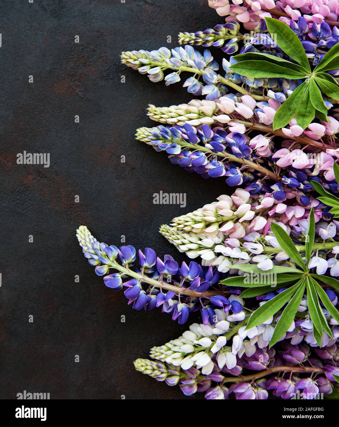 Pink and purple lupine flowers border on a black concrete background ...