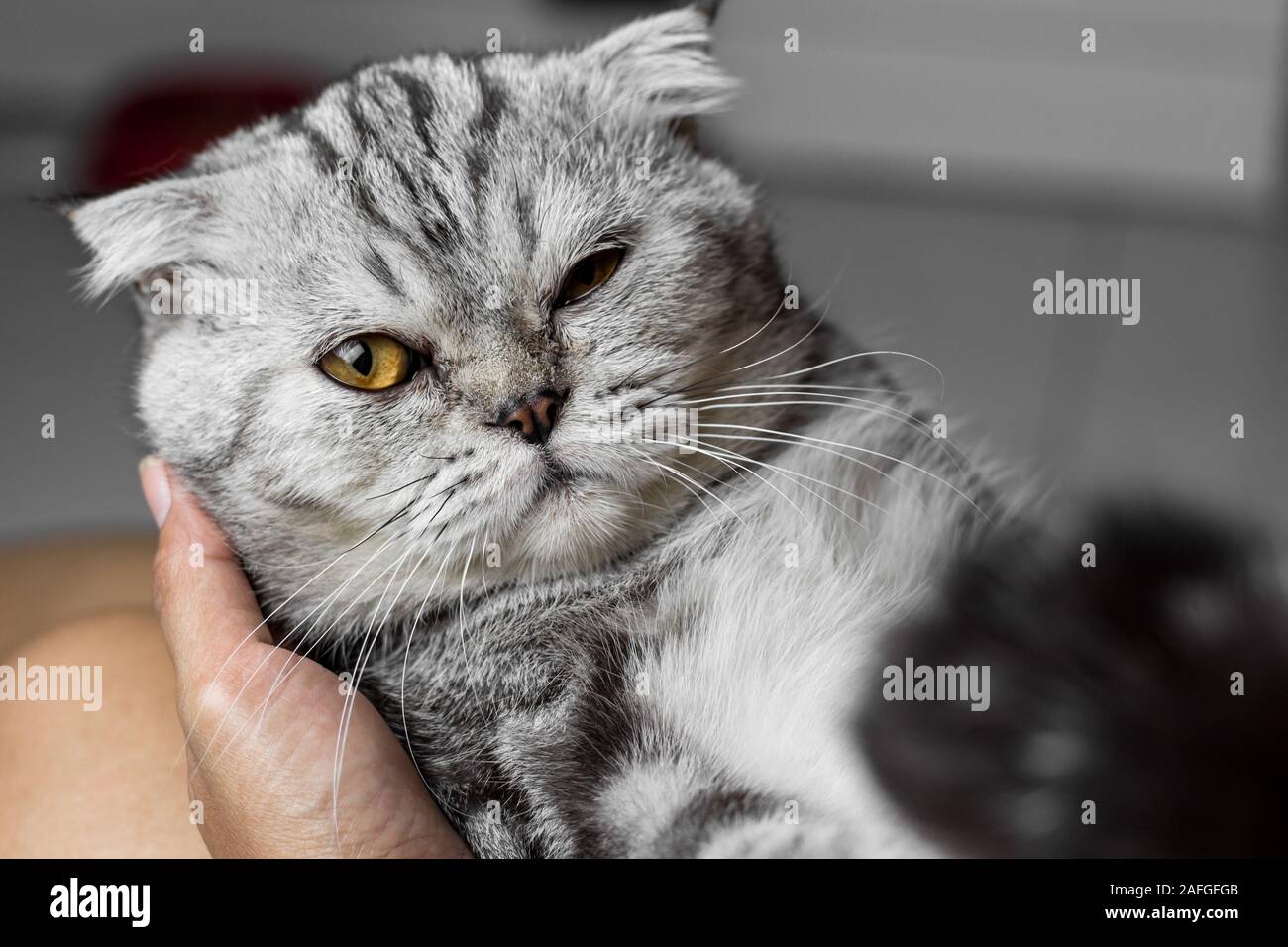 Scottish fold cat is holding in her arms. Cat is on the hand and are ...