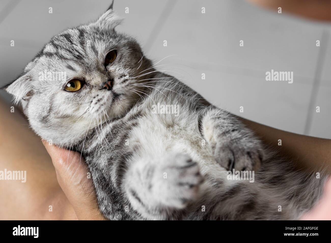 Scottish fold cat is holding in her arms. Cat is on the hand and are ...
