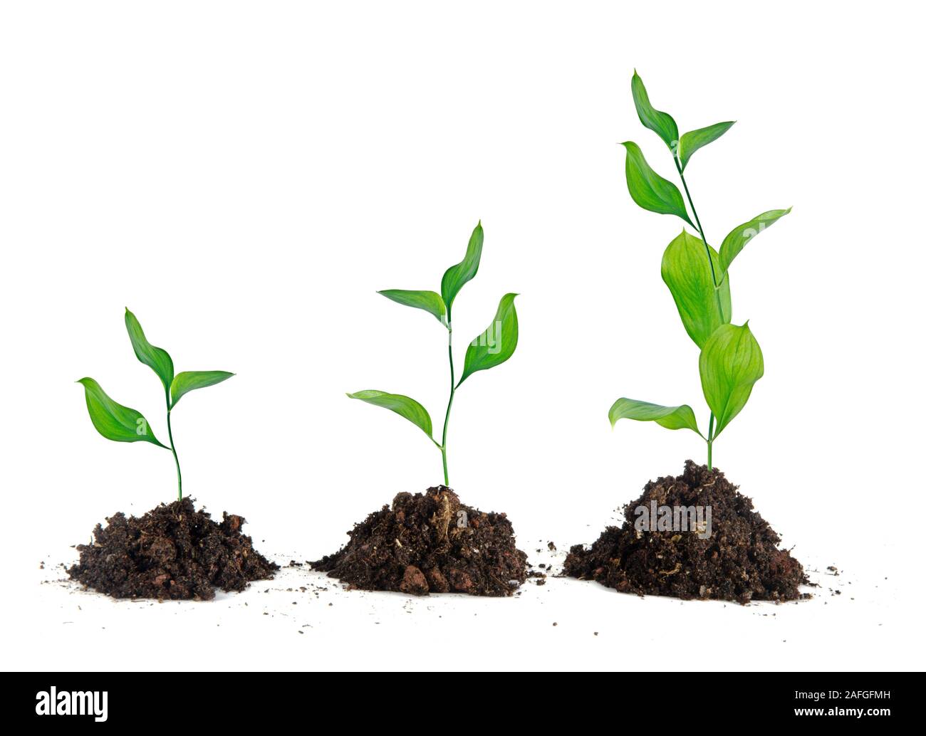 Three plants in soil Stock Photo - Alamy